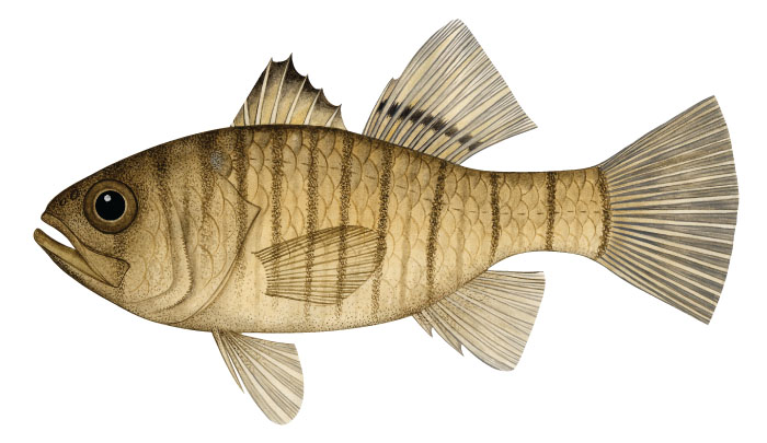 열동가리돔(Indian perch/Vertical striped cardinalfish). Jaydia lineatus ...