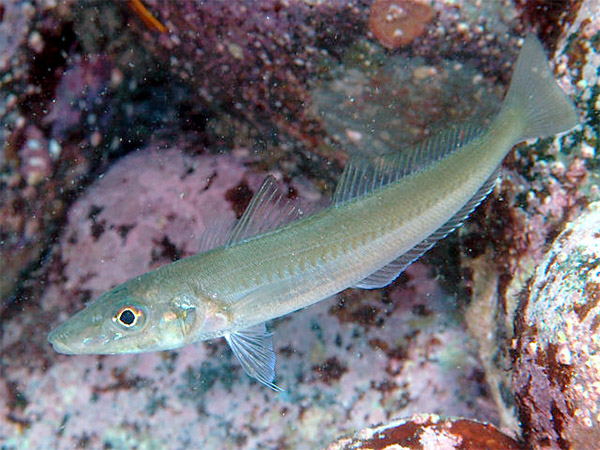 청보리멸(Japanese sillago).Sillago japonica (Temminck & Schlegel, 1843).