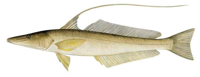플랫헤드 실라고(Flathead sillago). Sillaginopsis panijus (Hamilton, 1822).