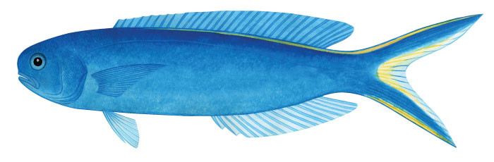 블루헤드 타일피쉬(Bluehead tilefish). Hoplolatilus starcki (Randall & Dooley ...