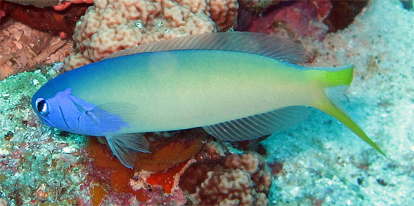 블루헤드 타일피쉬(Bluehead tilefish). Hoplolatilus starcki (Randall & Dooley ...