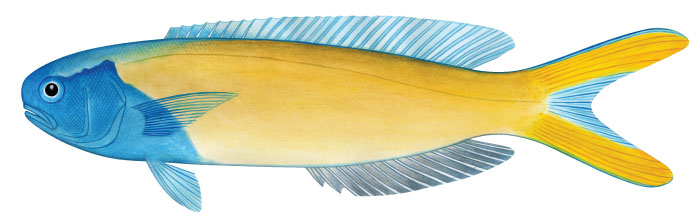 블루헤드 타일피쉬(Bluehead tilefish). Hoplolatilus starcki (Randall & Dooley ...