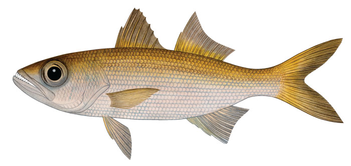 게르치(Gnomefish or Japanese bluefish). Scombrops boops (Houttuyn, 1782).