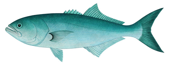 블루피시(Bluefish). Pomatomus saltatrix (Linnaeus, 1766).