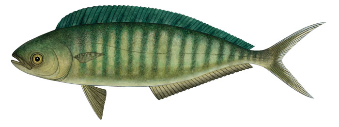 줄만새기(Pompano dolphinfish). Coryphaena equiselis(Linnaeus, 1758).