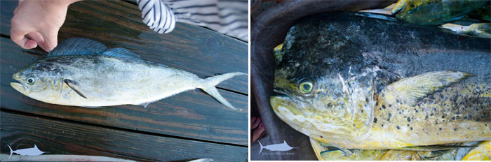 줄만새기(Pompano dolphinfish). Coryphaena equiselis(Linnaeus, 1758).