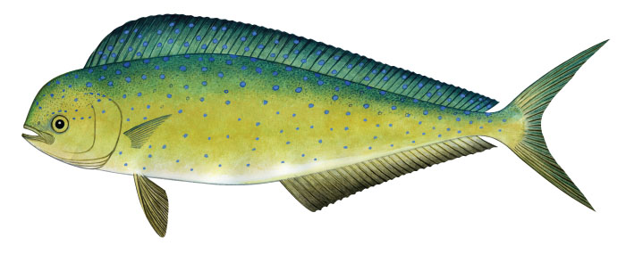 줄만새기(Pompano dolphinfish). Coryphaena equiselis(Linnaeus, 1758).