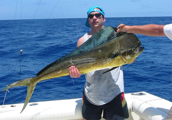 만새기(Common dolphinfish). Coryphaena hippurus(Linnaeus, 1758).