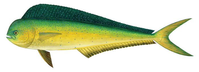 만새기(Common dolphinfish). Coryphaena hippurus(Linnaeus, 1758).