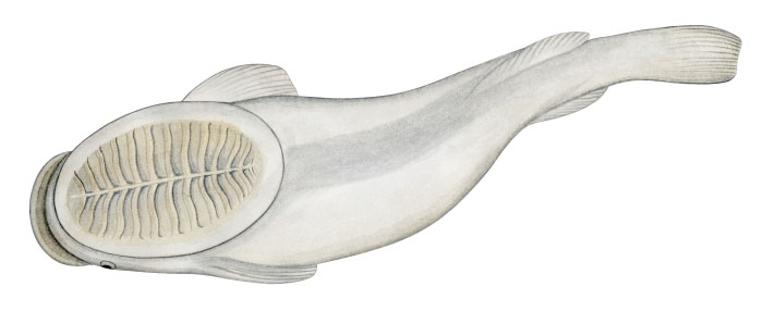 흰빨판이(White remora). Remorina albescens (Temminck & Schlegel, 1850).
