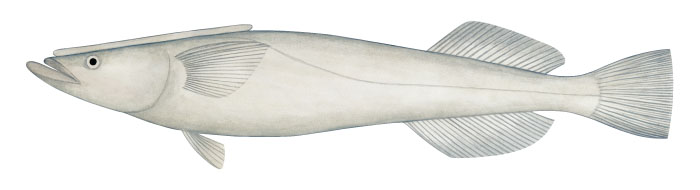 흰빨판이(White remora). Remorina albescens (Temminck & Schlegel, 1850).