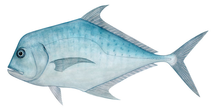 인디언 스레드피시(Indian threadfish 또는 Diamond trevally). Alectis indica ...