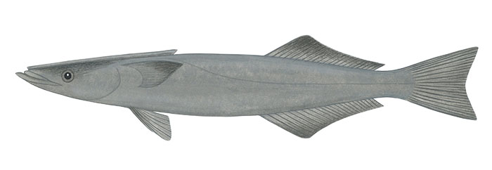 대빨판이(Common remora). Remora remora (Linnaeus, 1758).