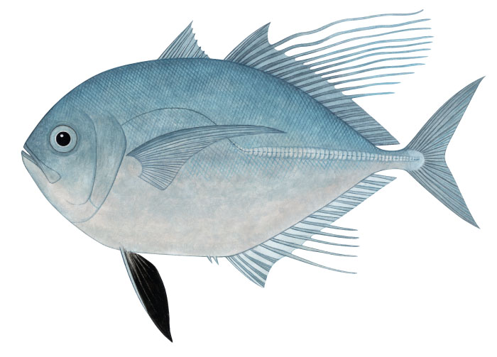 청전갱이(Cleftbelly trevally). Atropus atropos (Bloch & Schneider, 1801).