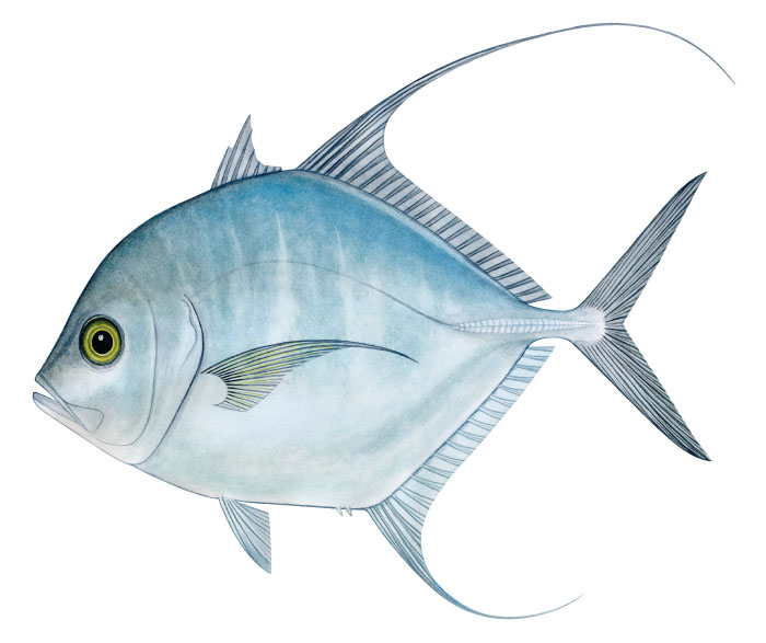 유전갱이(Coastal trevally). Carangoides coeruleopinnatus (Rüppell, 1830).