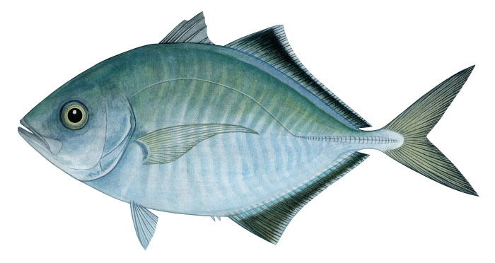 갈전갱이(Whitefin trevally). Carangoides equula (Temminck & Schlegel, 1844).