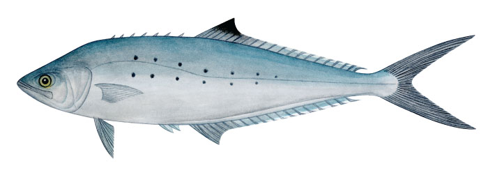 더블스팟티드 퀸피쉬(Doublespotted queenfish). Scomberoides lysan (Forsskål, 1775).