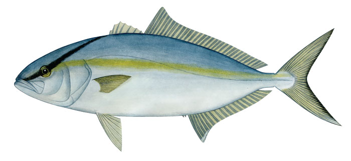 잿방어(Greater amberjack). Seriola dumerili (Risso, 1810).