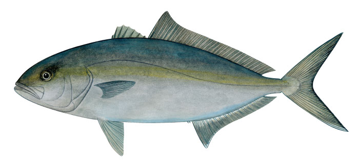 잿방어(Greater amberjack). Seriola dumerili (Risso, 1810).
