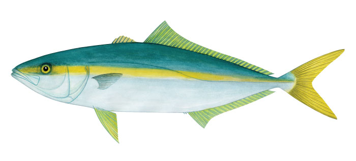 부시리(Yellowtail amberjack). Seriola lalandi (Valenciennes, 1833).