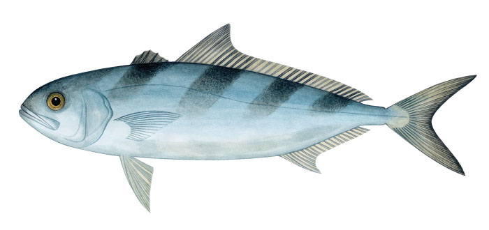 매지방어(Blackbanded trevally). Seriolina nigrofasciata (Rüppell, 1829).