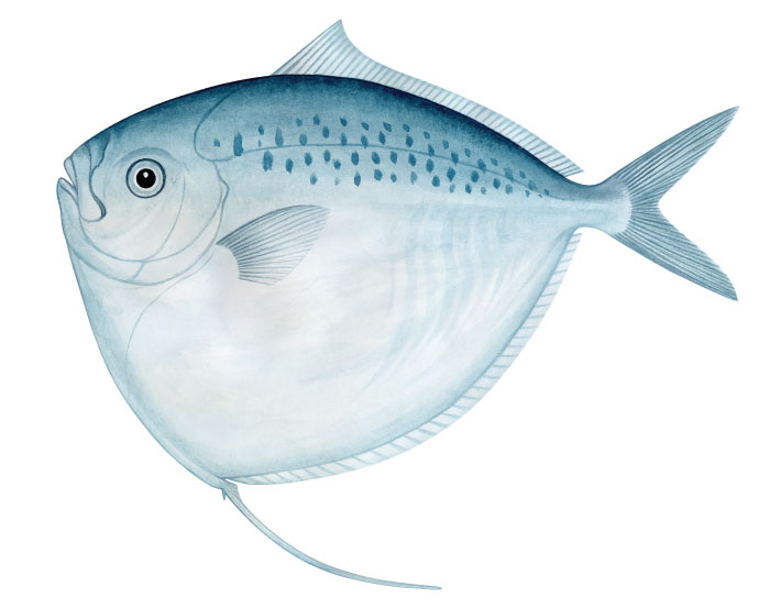 배불뚝치(Moonfish). Mene maculata (Bloch & Schneider, 1801).