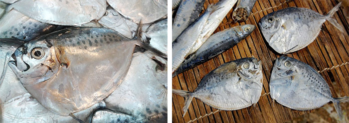 배불뚝치(Moonfish). Mene maculata (Bloch & Schneider, 1801).