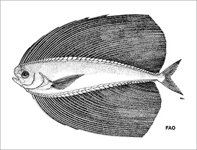 벤텐어(Pacific fanfish). Pteraclis aesticola (Jordan & Snyder, 1901).