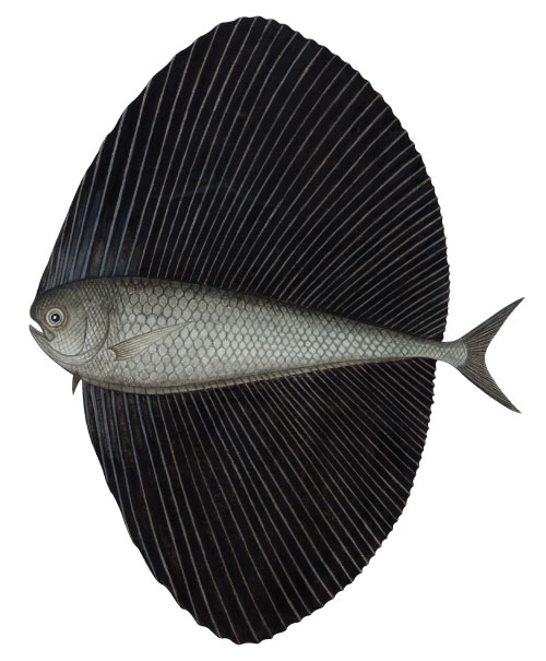 벤텐어(Pacific fanfish). Pteraclis aesticola (Jordan & Snyder, 1901).
