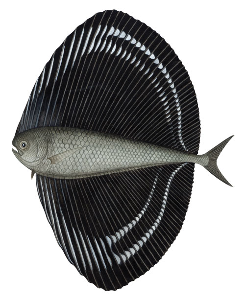 스팟티드 팬피쉬(Spotted fanfish). Pteraclis velifera (Pallas, 1770).