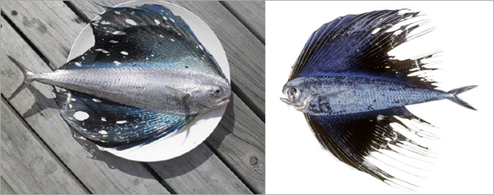 스팟티드 팬피쉬(Spotted fanfish). Pteraclis velifera (Pallas, 1770).