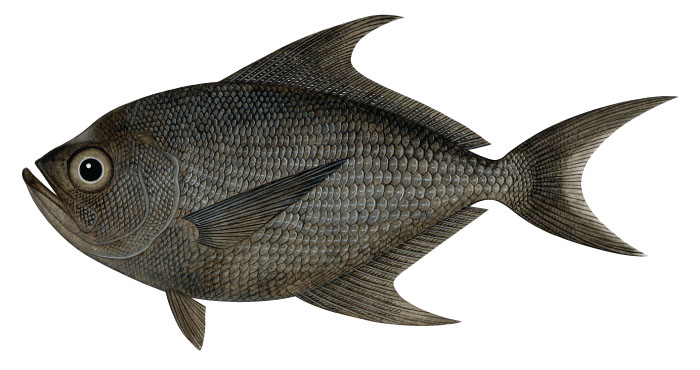타락치(Rough pomfret). Taractes asper (Lowe, 1843).
