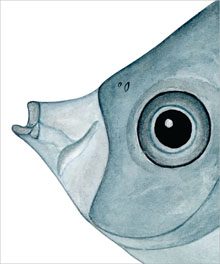 주둥치류의 튀어나가는 입 3가지 타입(3types_protractile_mouth of Leiognathidae)