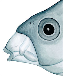 주둥치류의 튀어나가는 입 3가지 타입(3types_protractile_mouth of Leiognathidae)