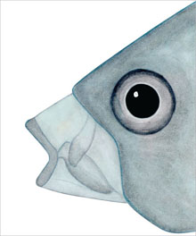 주둥치류의 튀어나가는 입 3가지 타입(3types_protractile_mouth of Leiognathidae)