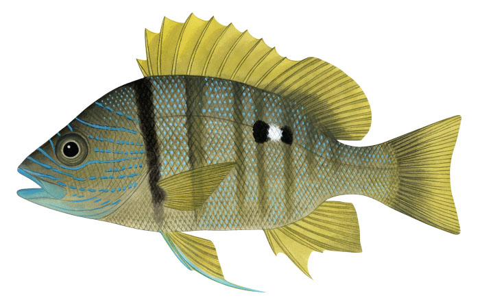 물퉁돔(Blubberlip snapper). Lutjanus rivulatus (Cuvier, 1828).