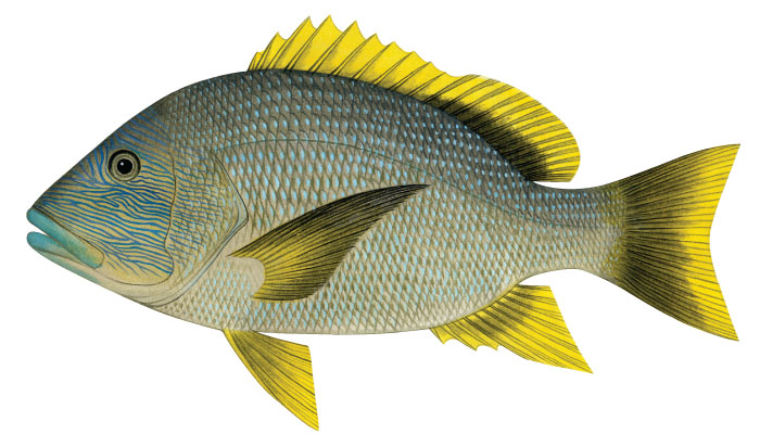 물퉁돔(Blubberlip snapper). Lutjanus rivulatus (Cuvier, 1828).