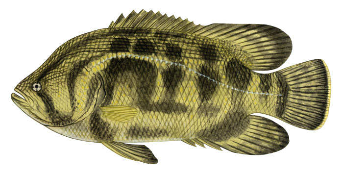 백미돔(Tripletail). Lobotes surinamensis (Bloch, 1790).