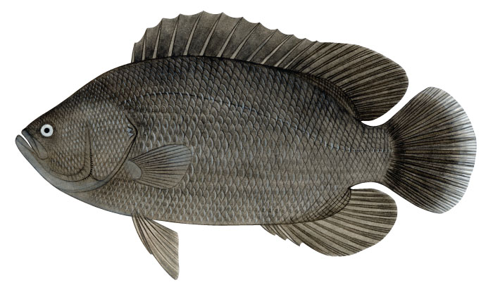 백미돔(Tripletail). Lobotes surinamensis (Bloch, 1790).