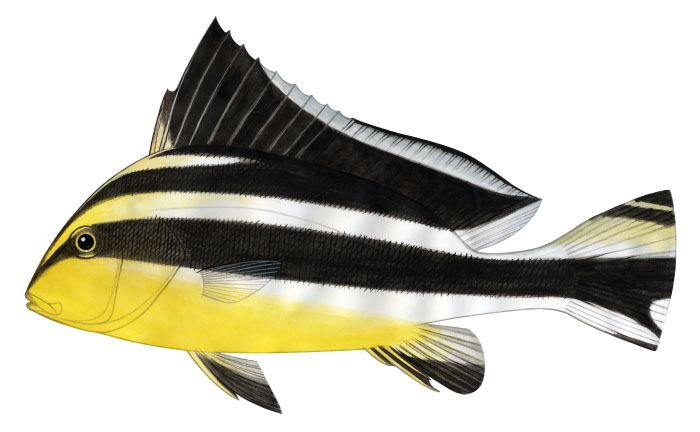 청황돔(Painted sweetlips/Silver sweetlips). Diagramma pictum (Thunberg, 1792).