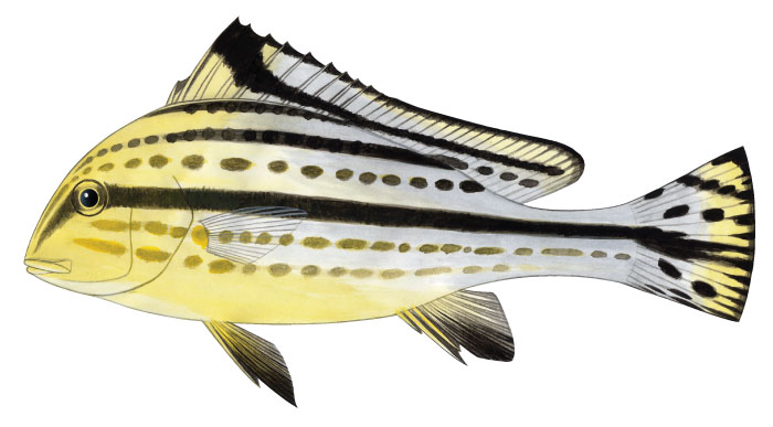 청황돔(Painted sweetlips/Silver sweetlips). Diagramma pictum (Thunberg, 1792).