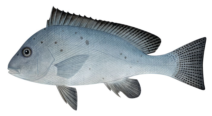 청황돔(Painted sweetlips/Silver sweetlips). Diagramma pictum (Thunberg, 1792).