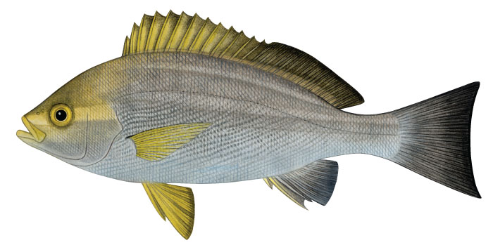 벤자리(Three line grunt or Chicken grunt). Parapristipoma trilineatum ...