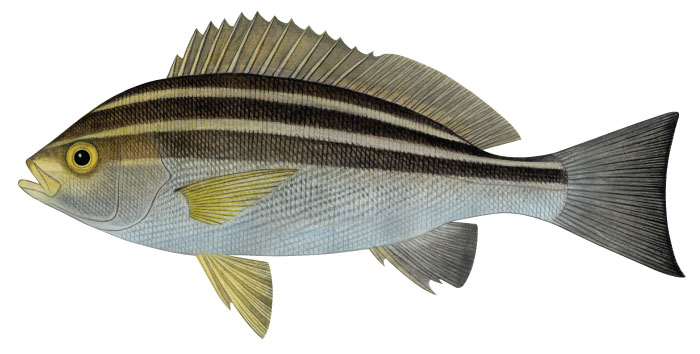 벤자리(Three line grunt or Chicken grunt). Parapristipoma trilineatum ...