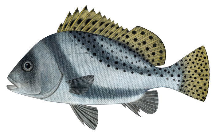 어름돔(Threeband sweetlips or Crescent sweetlips). Plectorhinchus cinctus ...