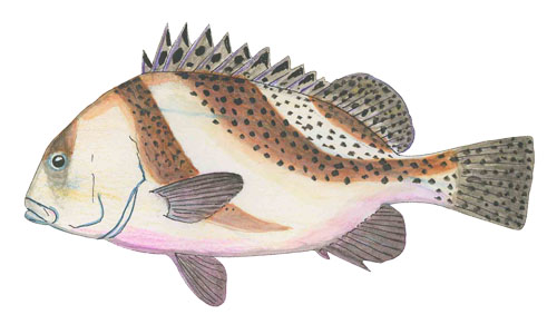 어름돔(Threeband sweetlips or Crescent sweetlips). Plectorhinchus cinctus ...