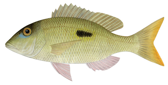 점갈돔(Blackspot emperor). Lethrinus harak (Forsskal, 1775).