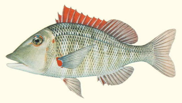 트렘펫 엠퍼러(Trumpet emperor). Lethrinus miniatus (Forster, 1801).