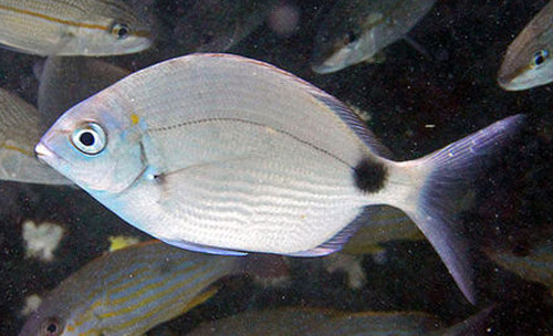 라운드스팟트 포기(Roundspot porgy). Diplodus argenteus caudimacula (Poey, 1860).