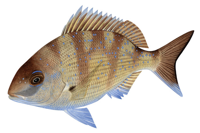 참돔(Red seabream). Pagrus major (Temminck & Schlegel, 1843).